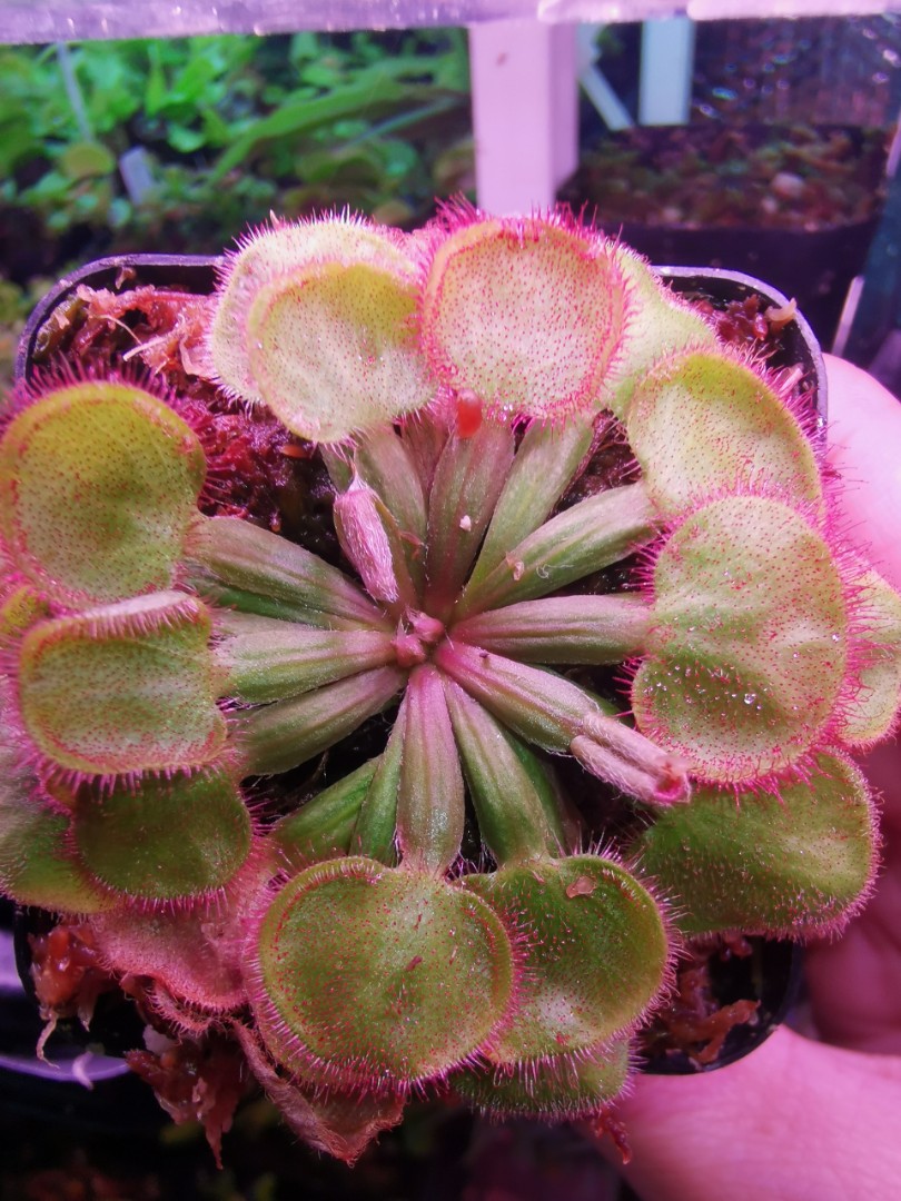 'Falconeri' Drosera Petiolaris complex sundew rare Carnivorous plant ...