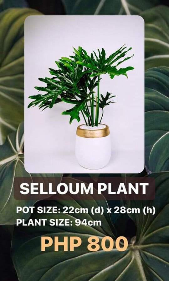Selloum plant, Furniture & Home Living, Gardening, Plants & Seeds on ...