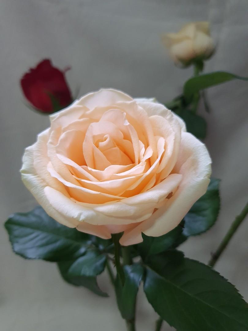 Single Stalk Rose | Graduation Gift | Flower bouquet, Hobbies & Toys ...