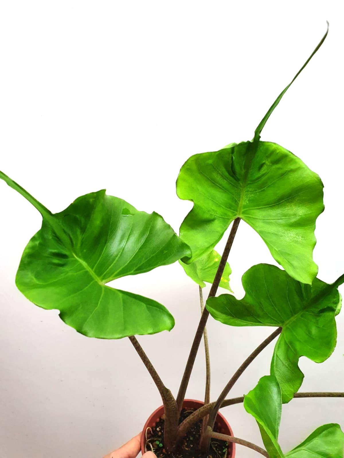 Alocasia Stingray, Gardening, Plants on Carousell