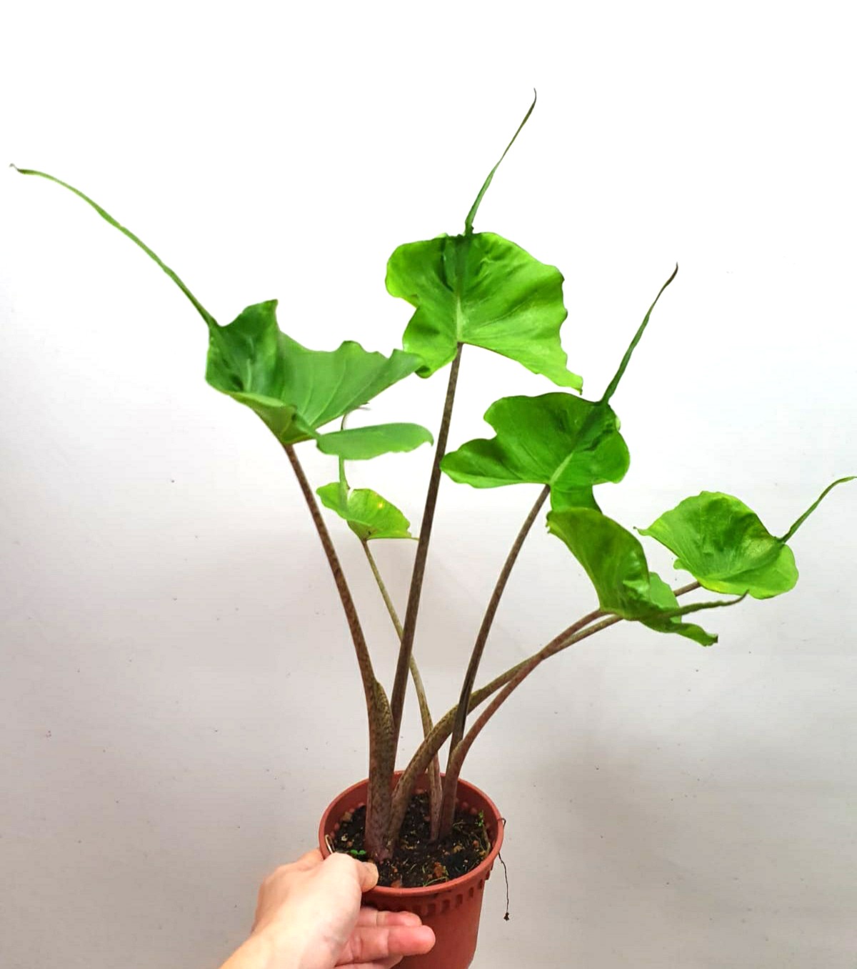 Alocasia Stingray, Gardening, Plants on Carousell