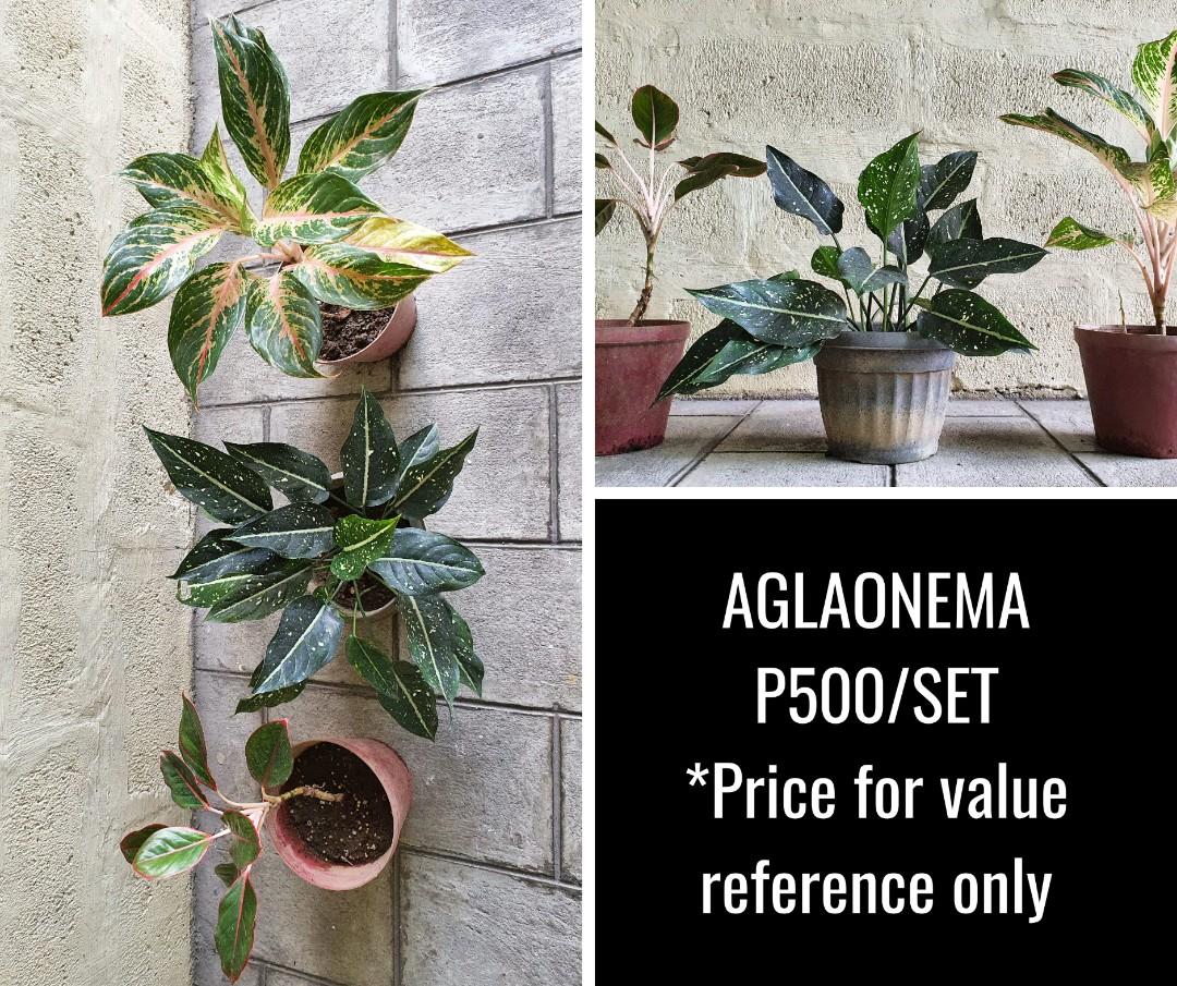 Forever Rich, Spider Plant, Aglaonema, Sword/Snake Plant, Insulin Plant ...