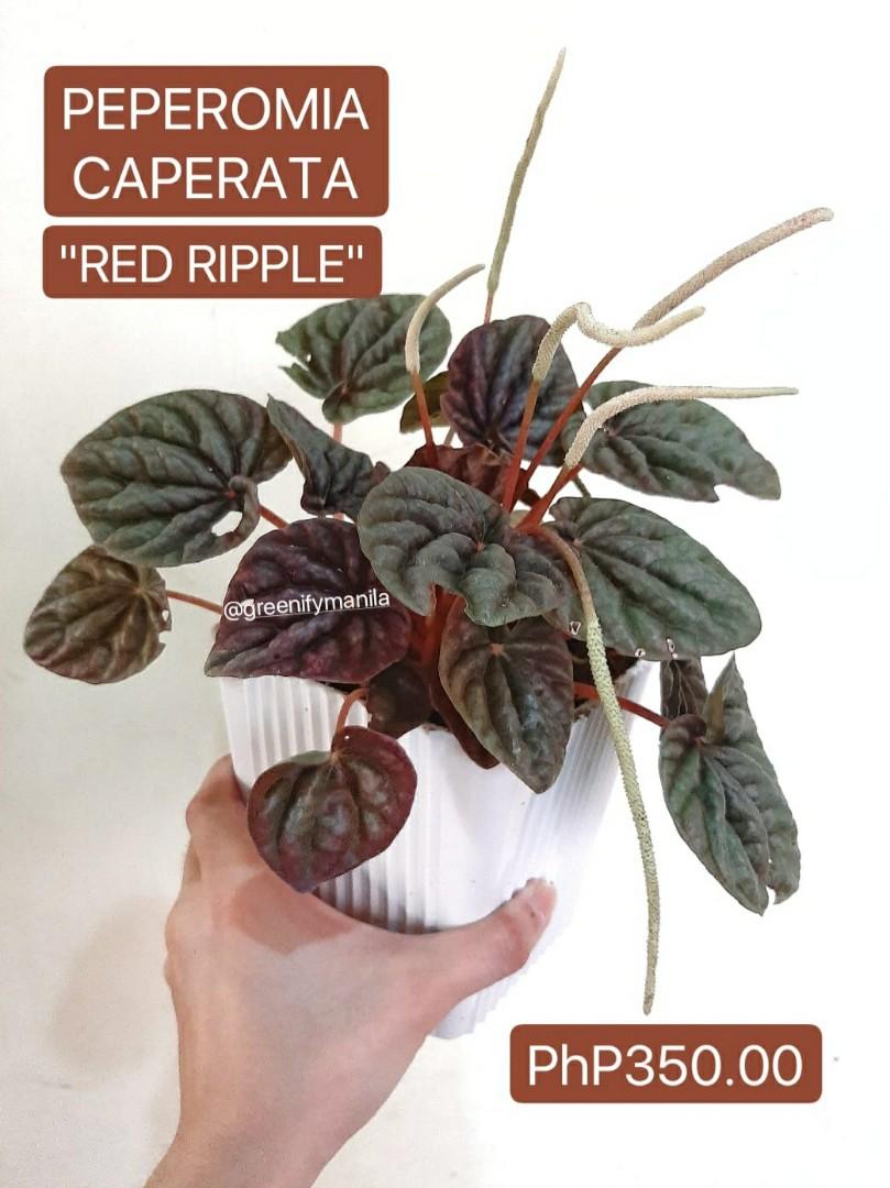 Peperomia Caperata Red Ripple, Furniture & Home Living, Gardening ...