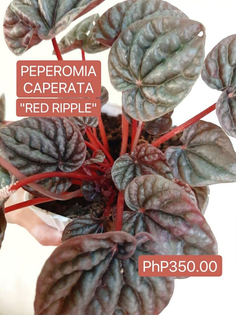Peperomia Caperata Red Ripple, Furniture & Home Living, Gardening ...