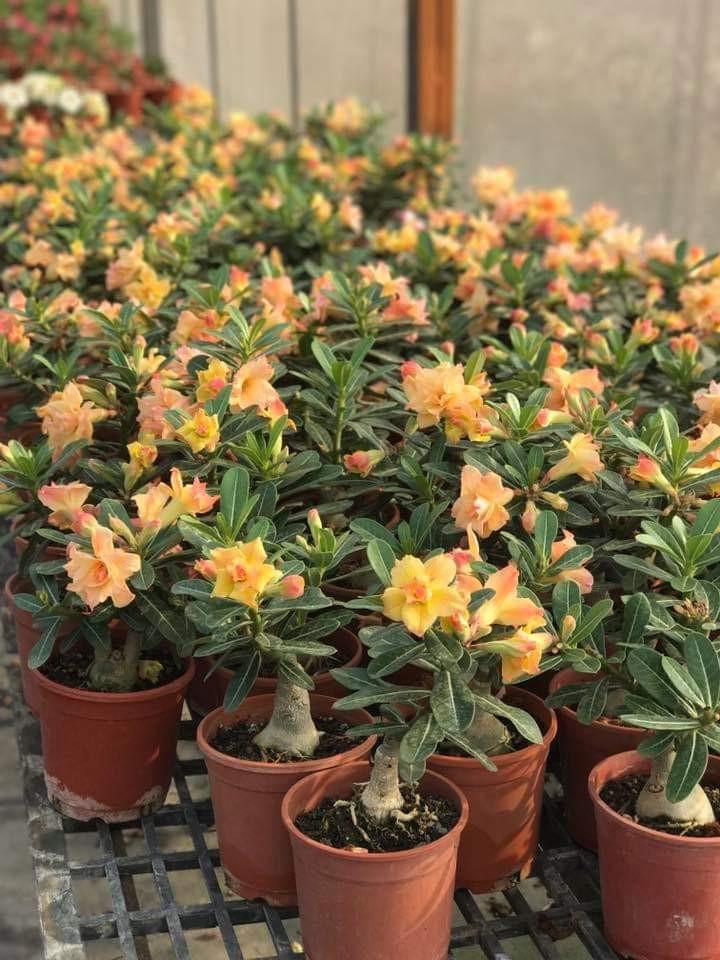 Taiwan Adenium Dunhuang 2 (Super ORANGE GREAT BLOOMER) Arabicum ...
