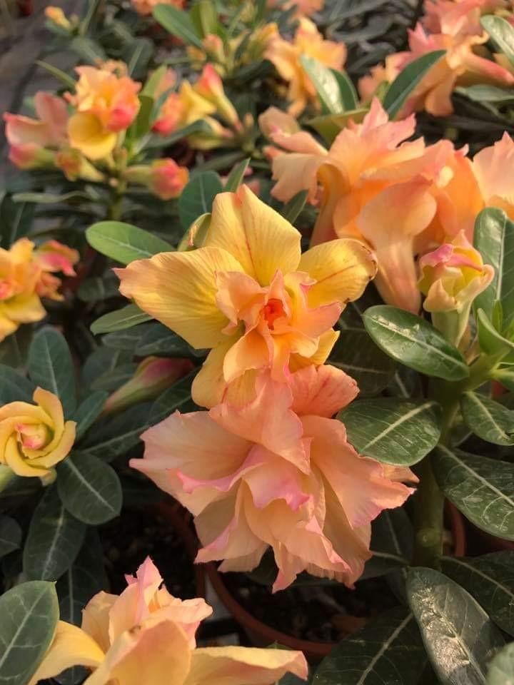 Taiwan Adenium Dunhuang 2 (Super ORANGE GREAT BLOOMER) Arabicum ...