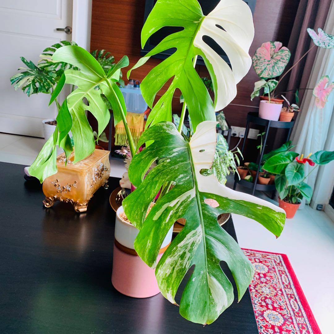 Variegated Monstera Albo Borsigiana, Gardening, Plants on Carousell