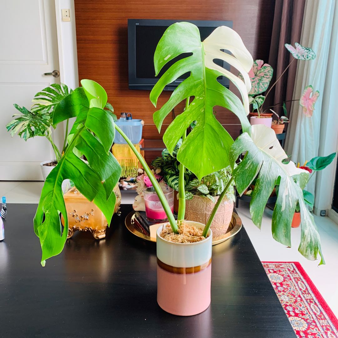 Variegated Monstera Albo Borsigiana, Gardening, Plants on Carousell