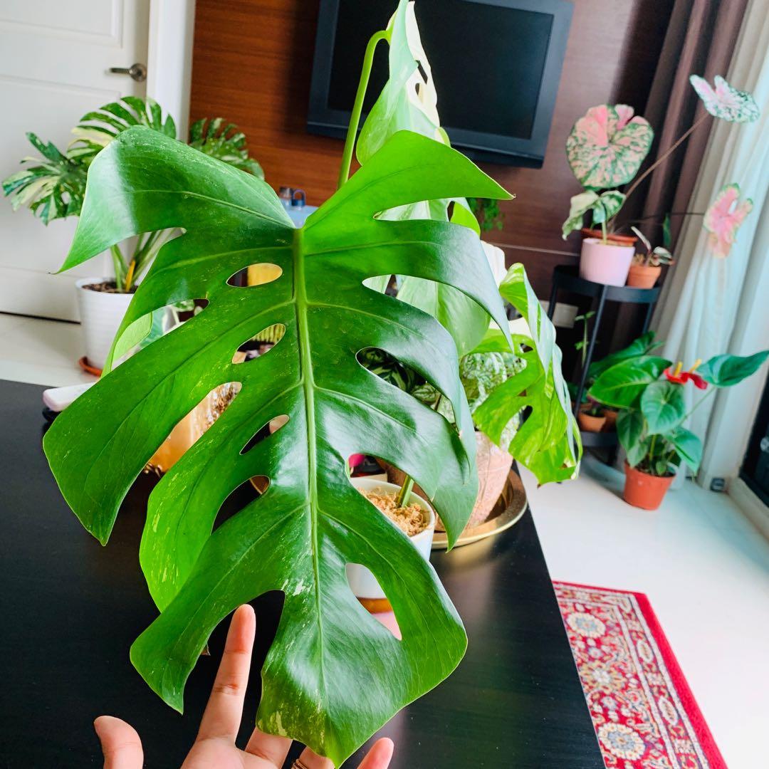 Variegated Monstera Albo Borsigiana, Gardening, Plants on Carousell