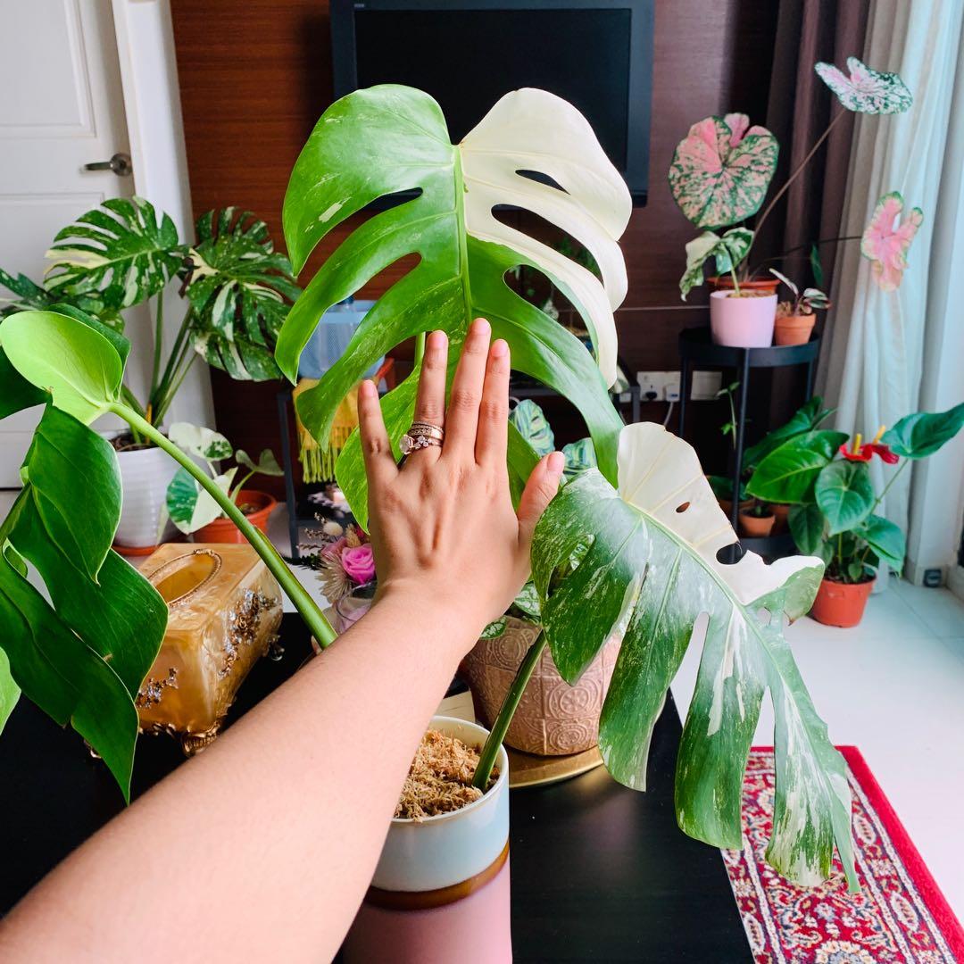 Variegated Monstera Albo Borsigiana, Gardening, Plants on Carousell