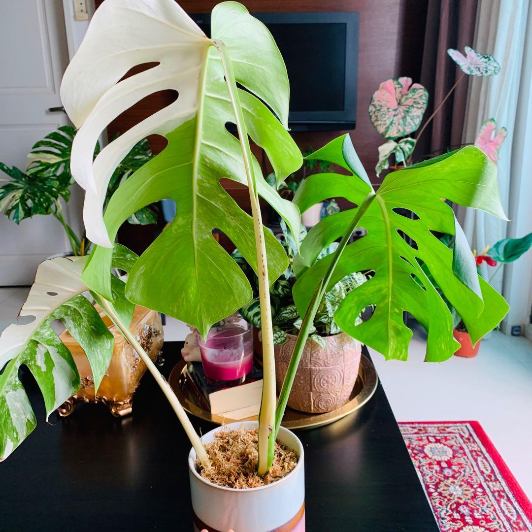 Variegated Monstera Albo Borsigiana, Gardening, Plants on Carousell