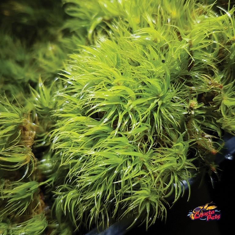 [Imported] RARE Wispy Mood Moss (Dricranum Sp.) Moss for Terrarium ...