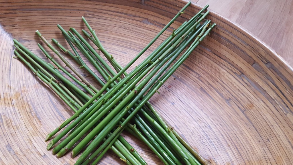 Mani Cai Stem Cuttings, Cekur Manis, vegetable, super nutritious, semi ...