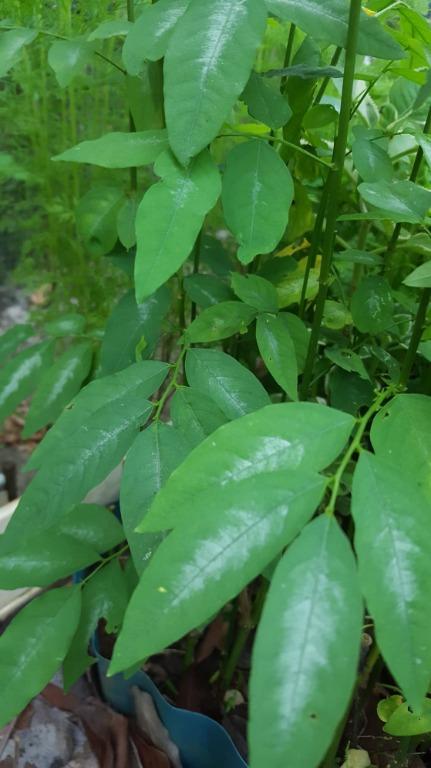 Mani Cai Stem Cuttings, Cekur Manis, vegetable, super nutritious, semi ...