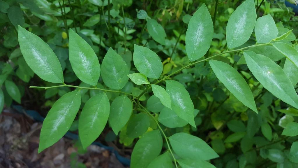 Mani Cai Stem Cuttings, Cekur Manis, vegetable, super nutritious, semi ...
