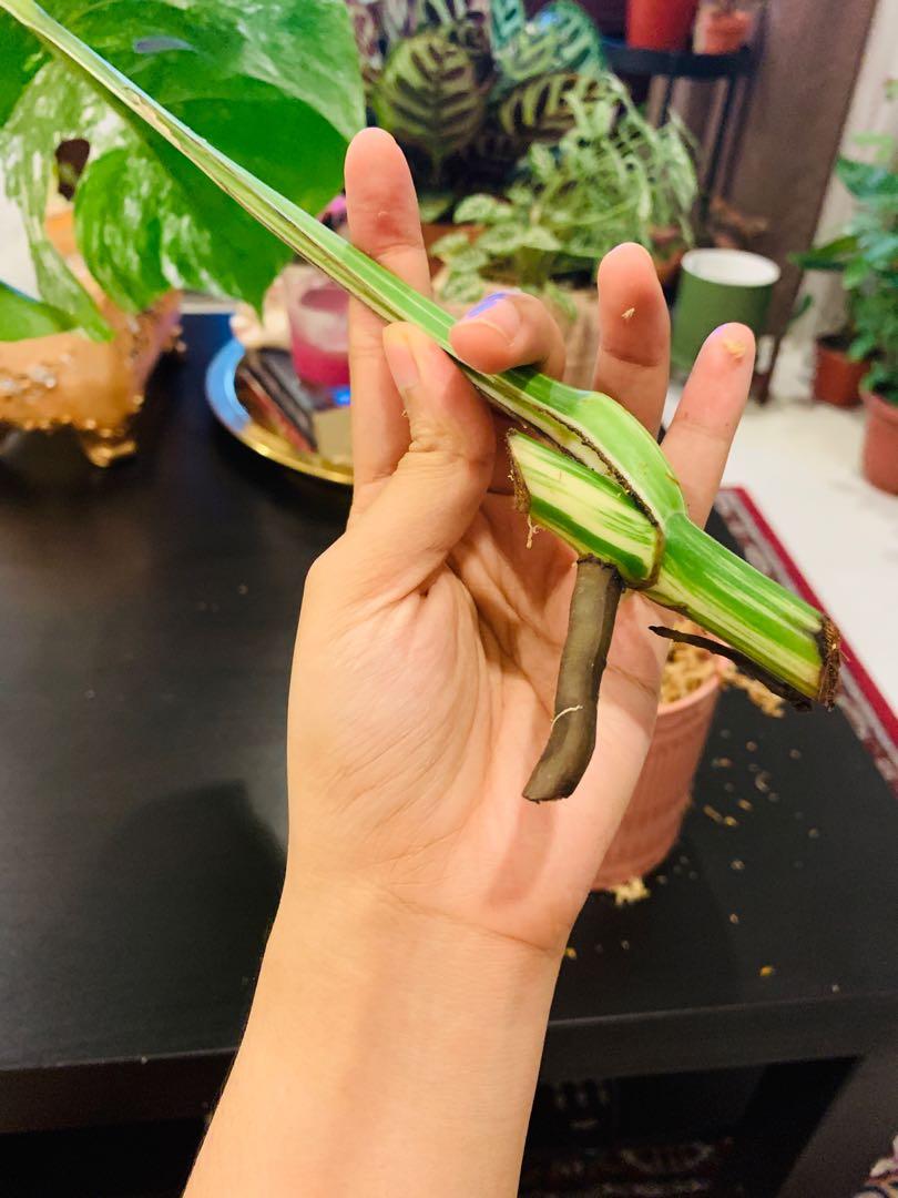 Variegated Monstera Albo Borsigiana, Gardening, Plants on Carousell