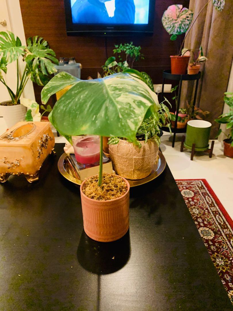 Variegated Monstera Albo Borsigiana, Gardening, Plants on Carousell