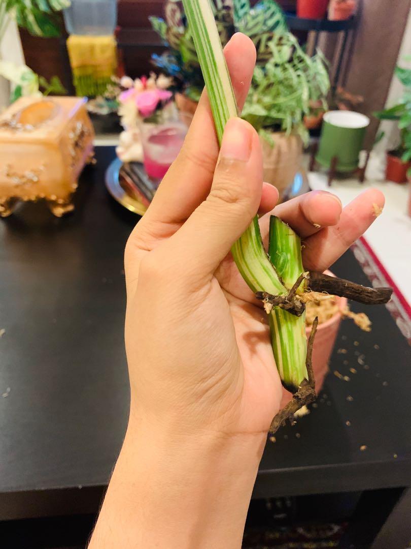 Variegated Monstera Albo Borsigiana, Gardening, Plants on Carousell