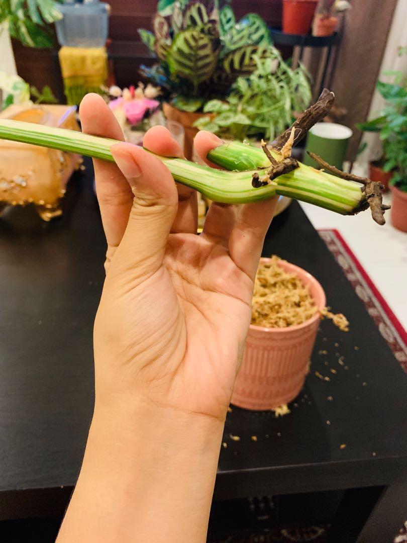 Variegated Monstera Albo Borsigiana, Gardening, Plants on Carousell