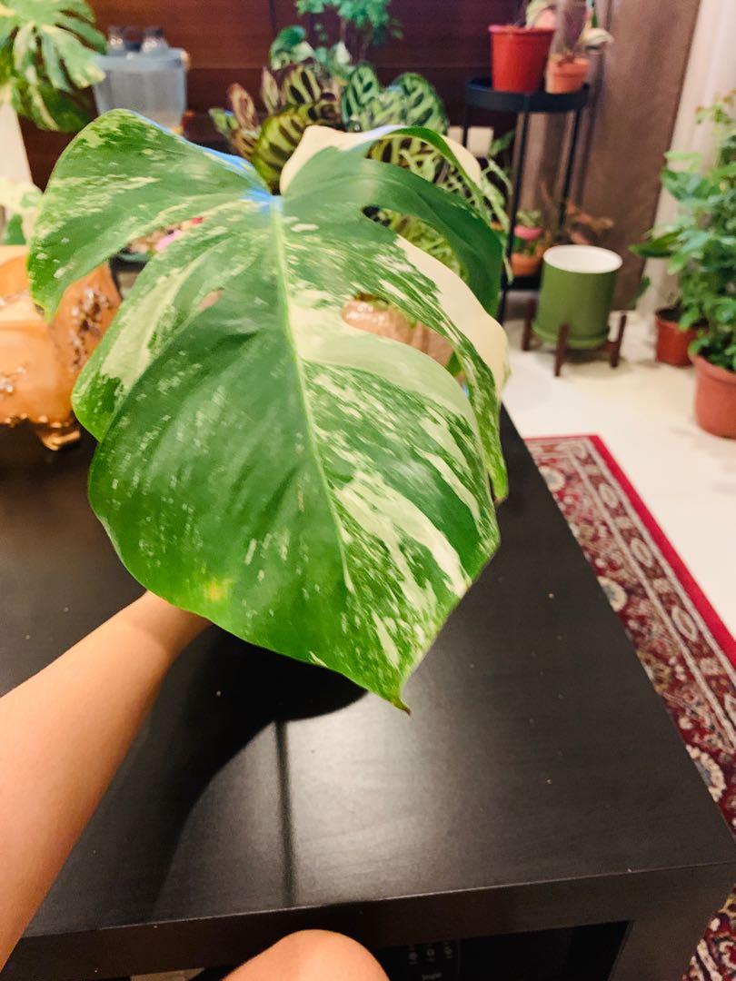 Variegated Monstera Albo Borsigiana, Gardening, Plants on Carousell