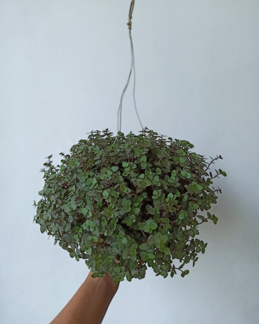 Afro Plant, Furniture & Home Living, Gardening, Plants & Seeds on Carousell