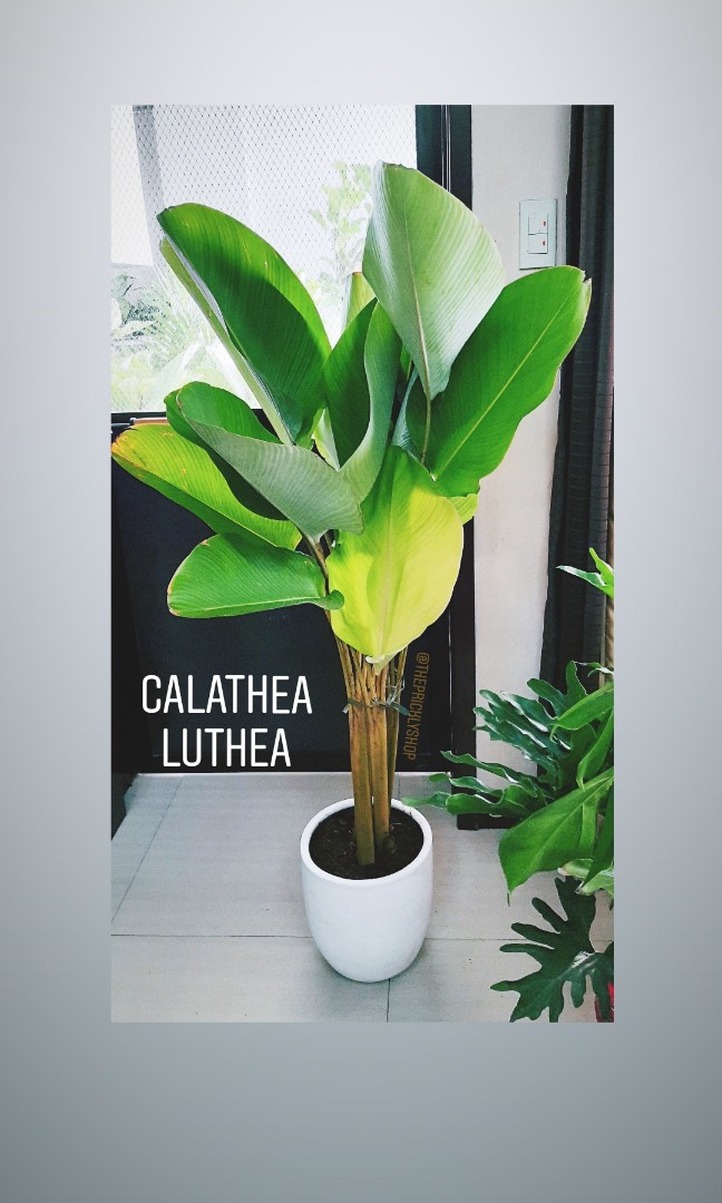 CALATHEA LUTEA PLANT, Furniture & Home Living, Gardening, Plants ...