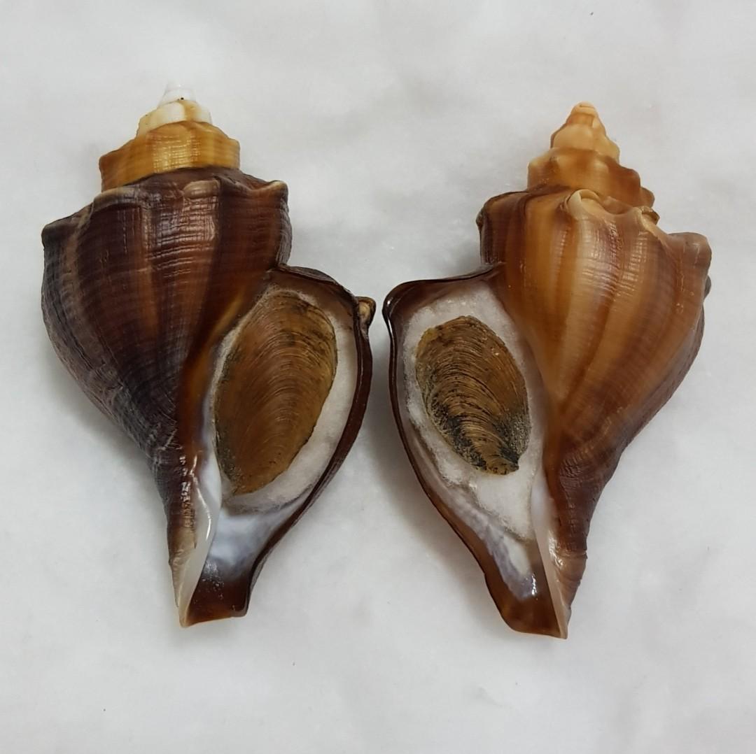 Seashell - VERY RARE SUPERB LEFT HANDED FLOWERY Neptunea arithtica ...