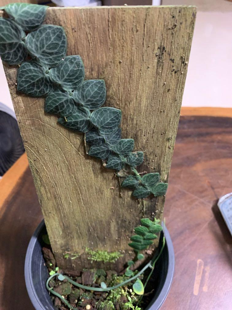 Shingle Plant (Rhaphidophora cryptantha), Furniture & Home Living ...