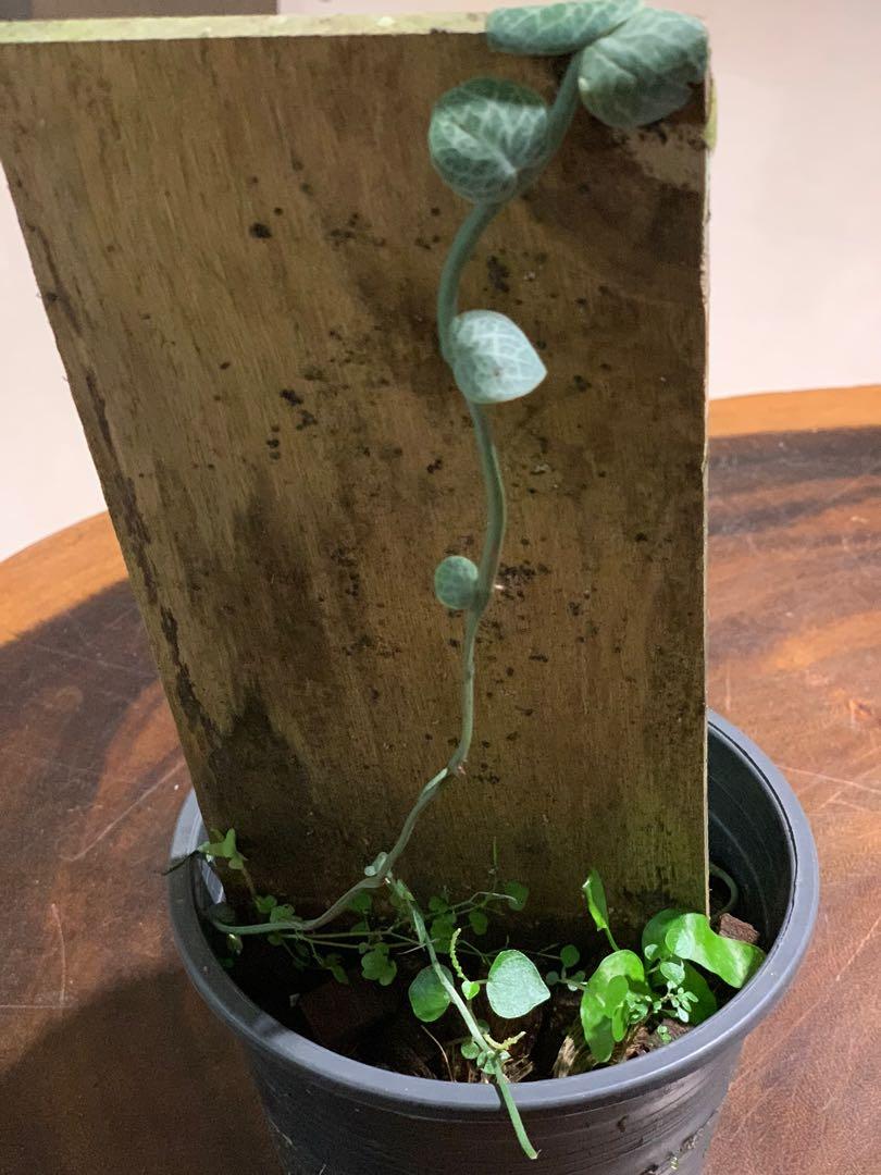 Shingle Plant (Rhaphidophora cryptantha), Furniture & Home Living ...