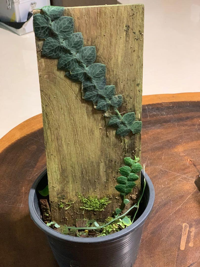 Shingle Plant (Rhaphidophora cryptantha), Furniture & Home Living ...