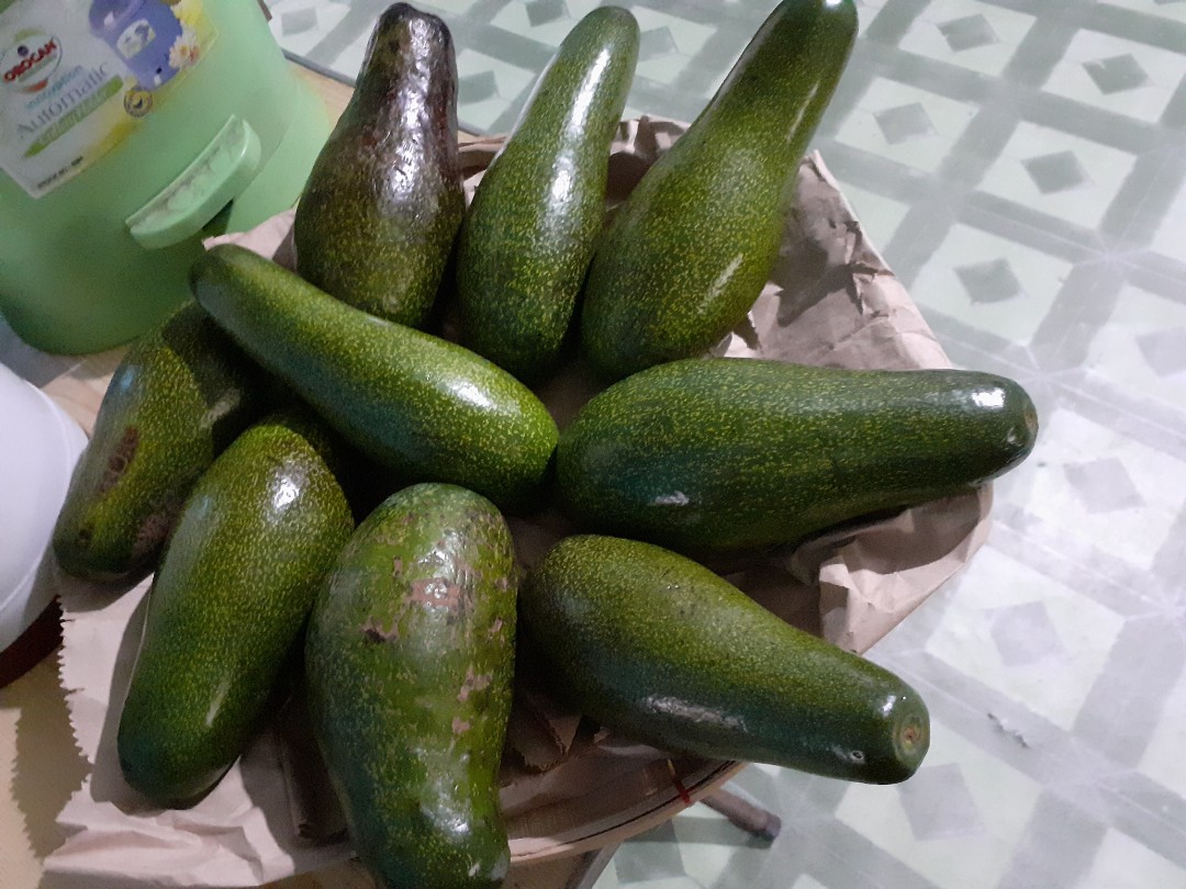 Avocado cardinal, Furniture & Home Living, Gardening, Plants & Seeds on ...