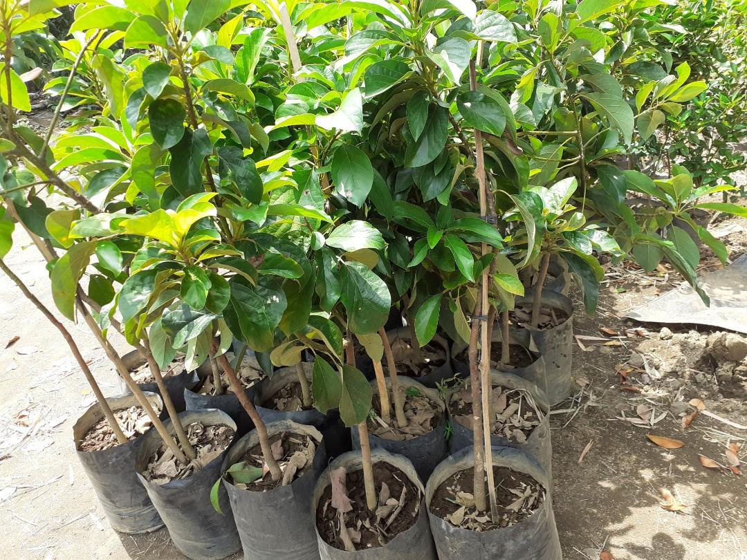 Avocado cardinal, Furniture & Home Living, Gardening, Plants & Seeds on ...