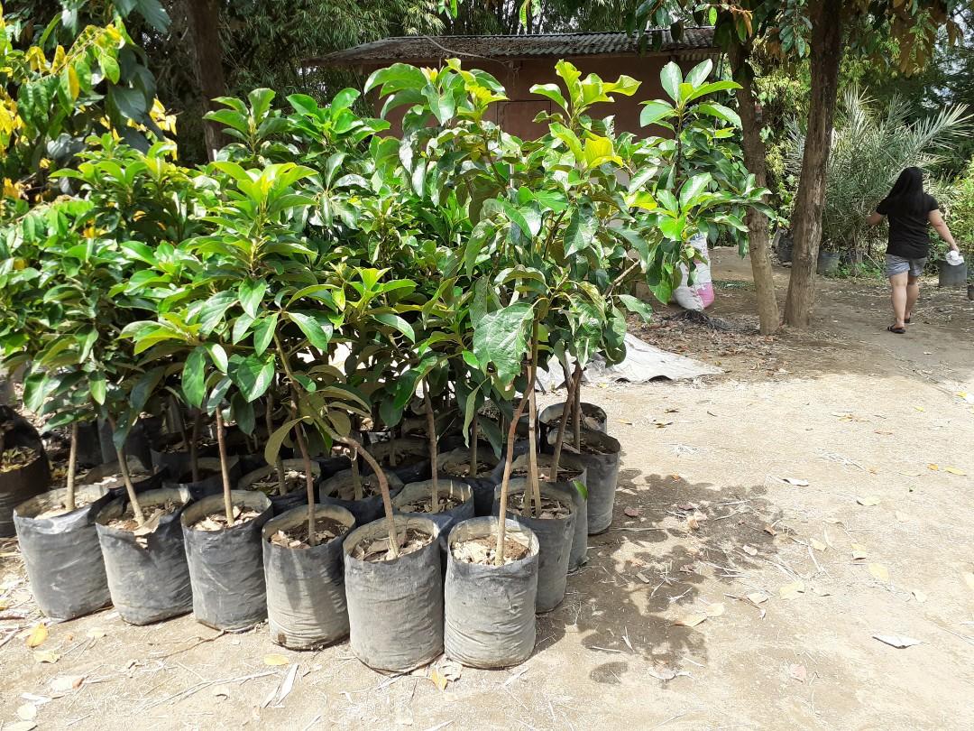 Avocado cardinal, Furniture & Home Living, Gardening, Plants & Seeds on ...