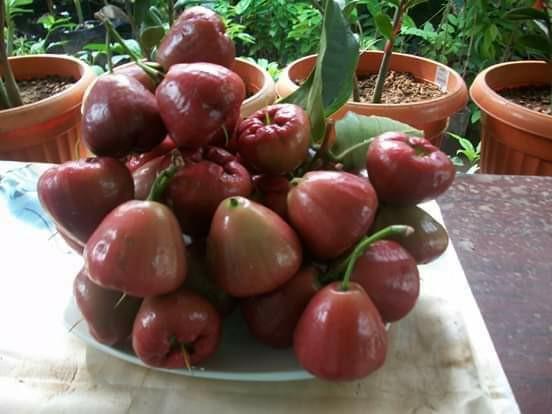 Macopa maroon, Furniture & Home Living, Gardening, Plants & Seeds on ...