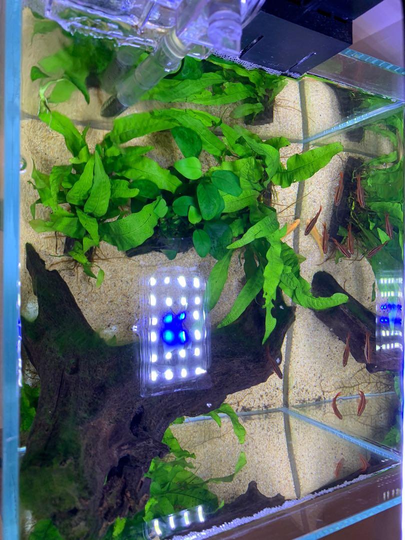 Crystal tank set, Pet Supplies, Homes & Other Pet Accessories on Carousell