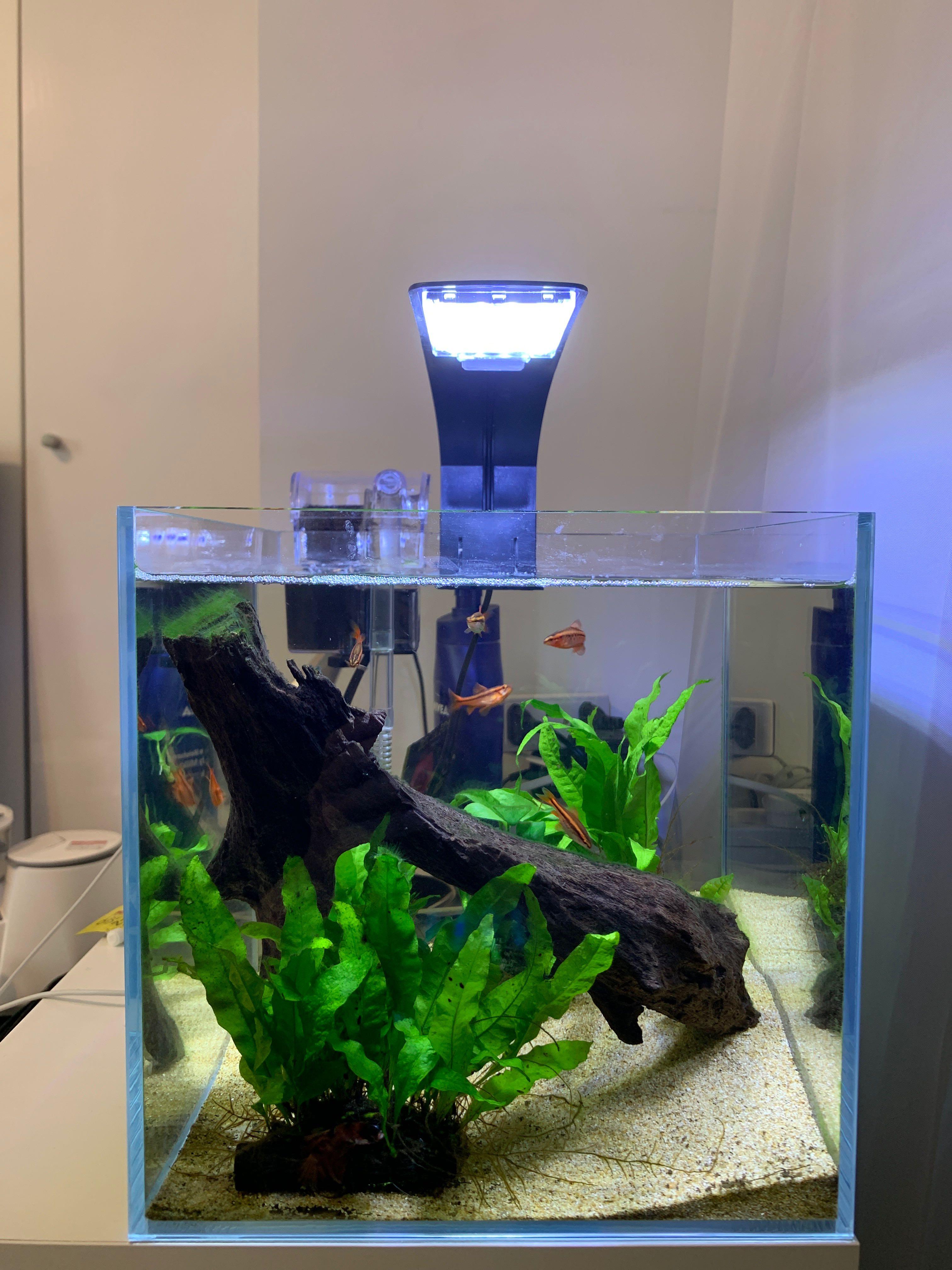 Crystal tank set, Pet Supplies, Homes & Other Pet Accessories on Carousell