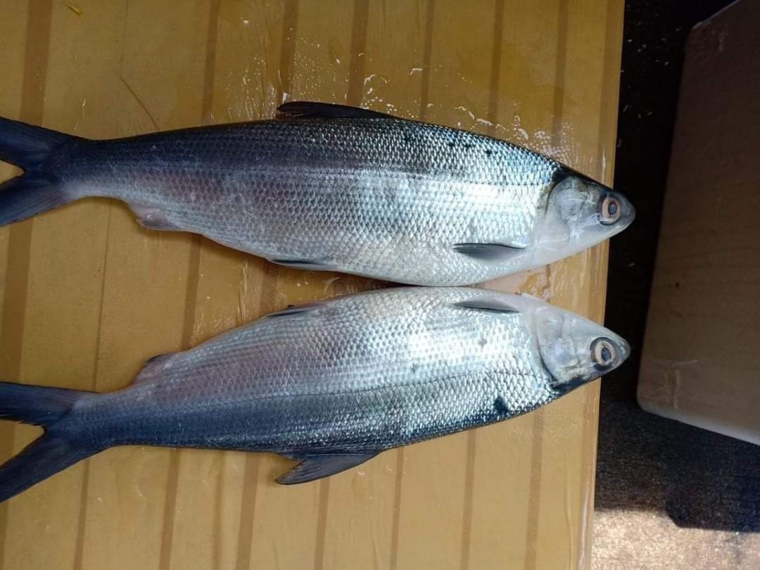 DAGUPAN BONELESS BANGUS, Food & Drinks, Fresh Produce on Carousell