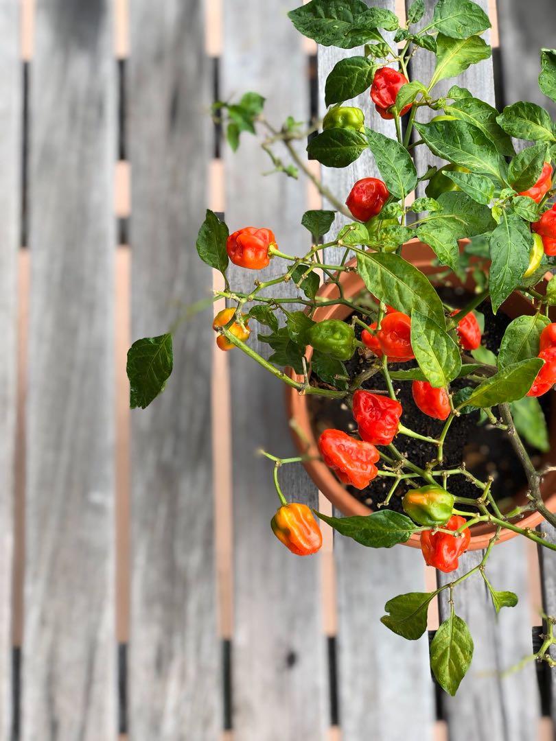 Red Habanero Chili Pepper Fruiting Potted Plant (Rare), Gardening ...