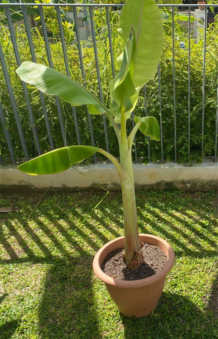 Large blue Java banana sucker (young plant), Furniture & Home Living ...