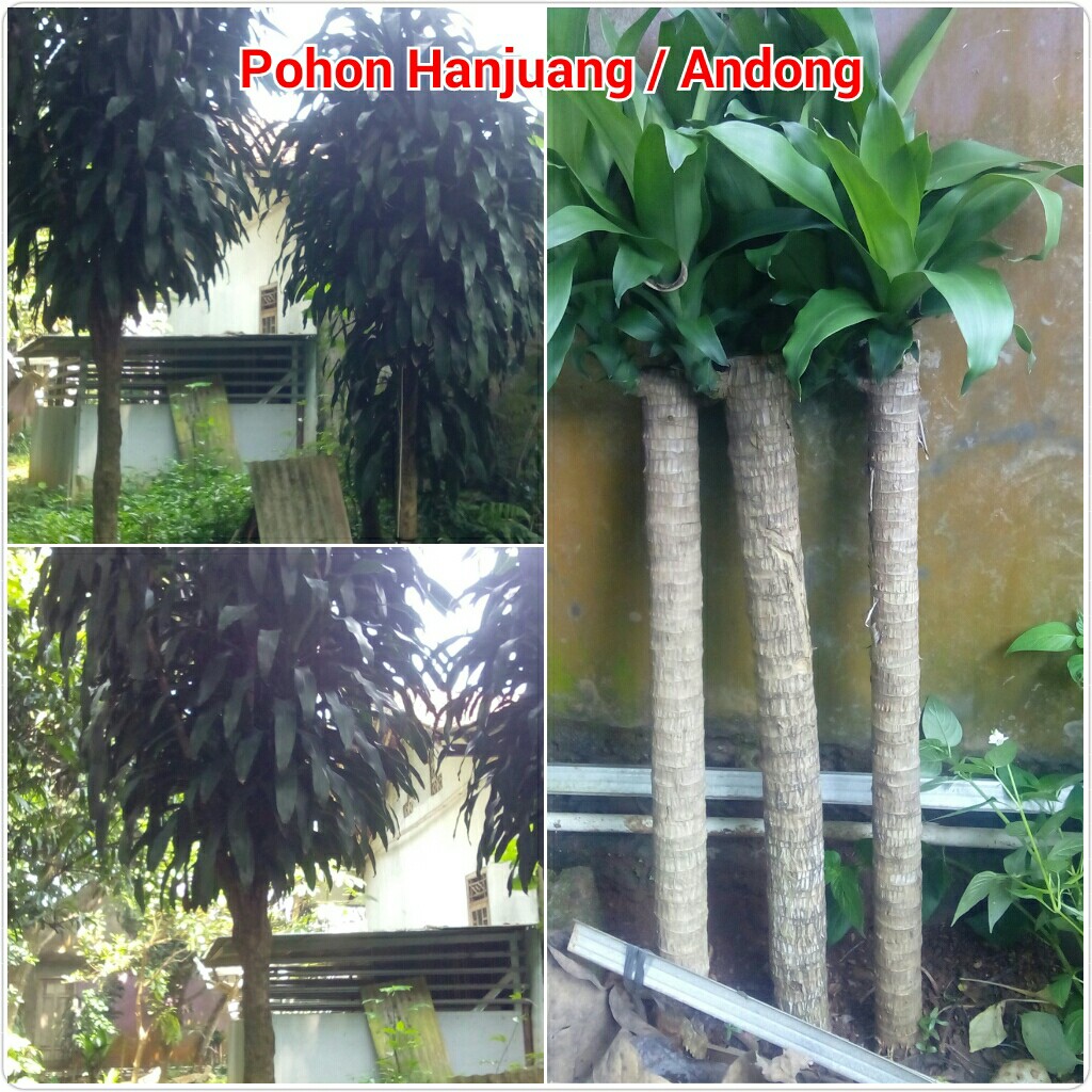 Jual bibit dan pohon Hanjuang / pohon andong besar, Perkebunan di Carousell