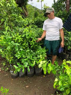 Eviarc Sweet Jackfruit for sale, Furniture & Home Living, Gardening ...