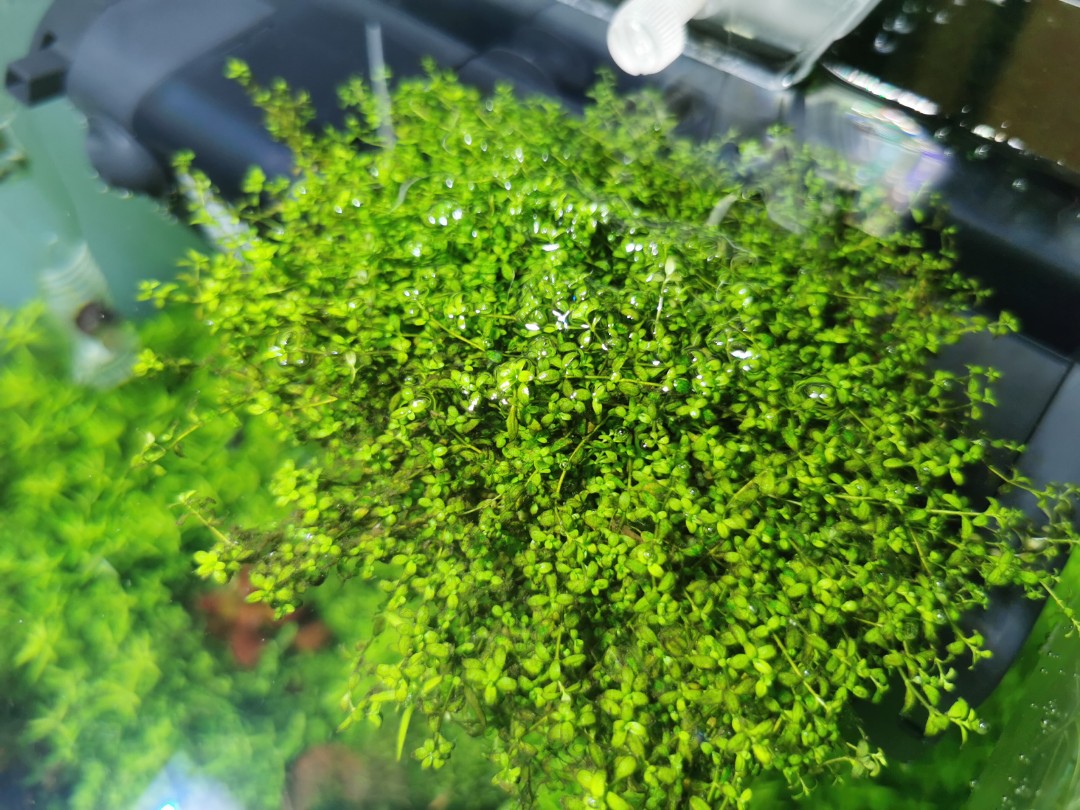 Hemianthus callitrichoides - Cuba (Aquarium Plants), Furniture & Home ...
