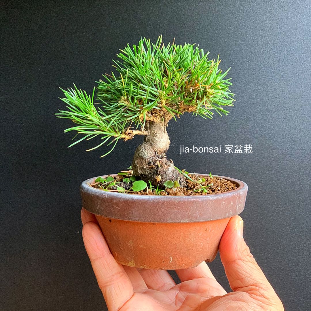 MAME Japanese Black Pine, Furniture & Home Living, Gardening, Plants ...