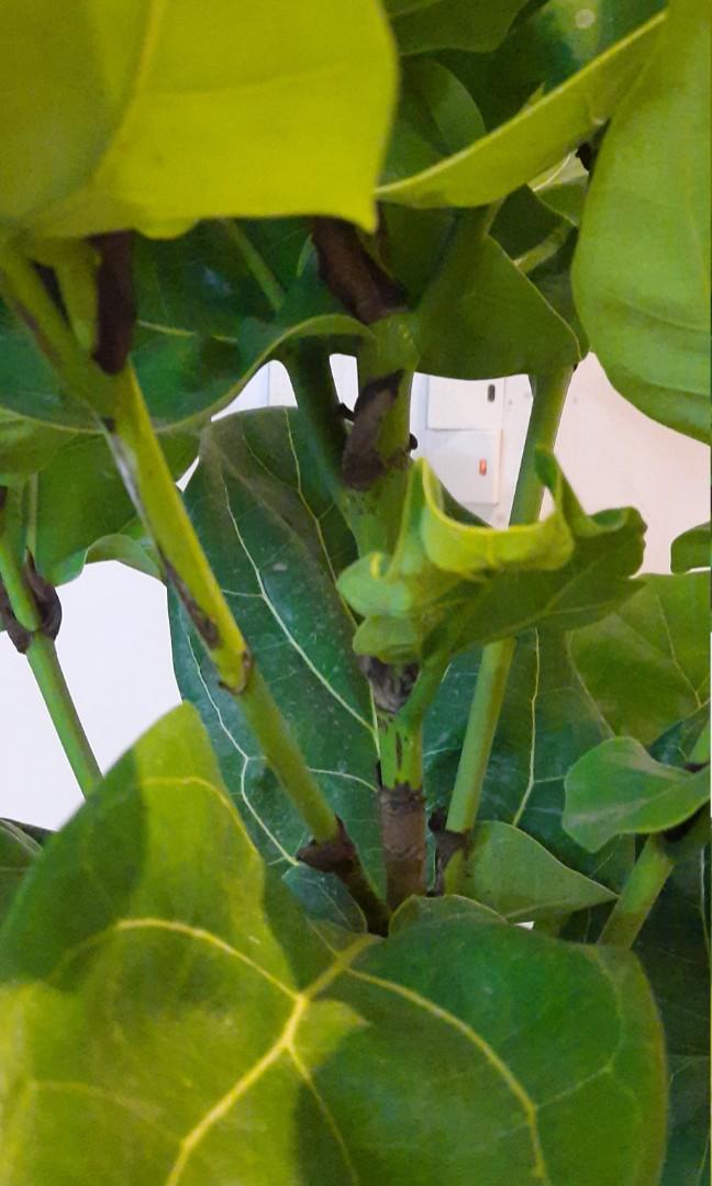 SALE! Multiple Branches 5ft tall Fiddle Leaf Fig Tree Plant, Furniture ...
