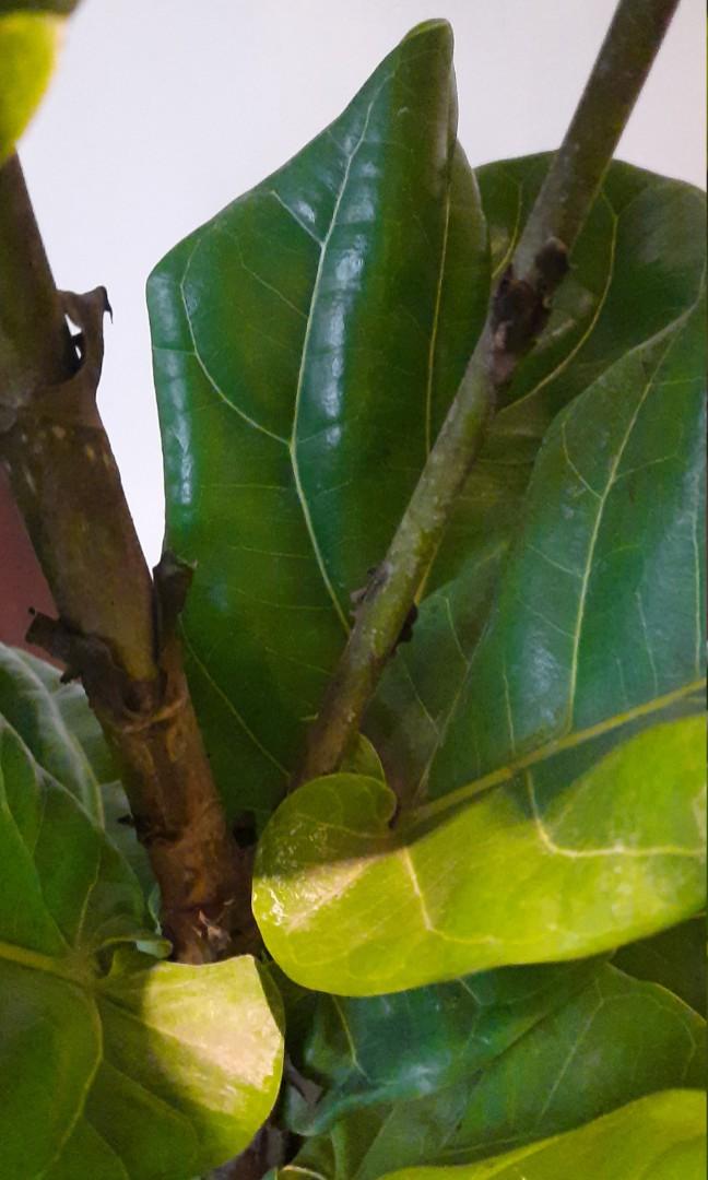 SALE! Multiple Branches 5ft tall Fiddle Leaf Fig Tree Plant, Furniture ...