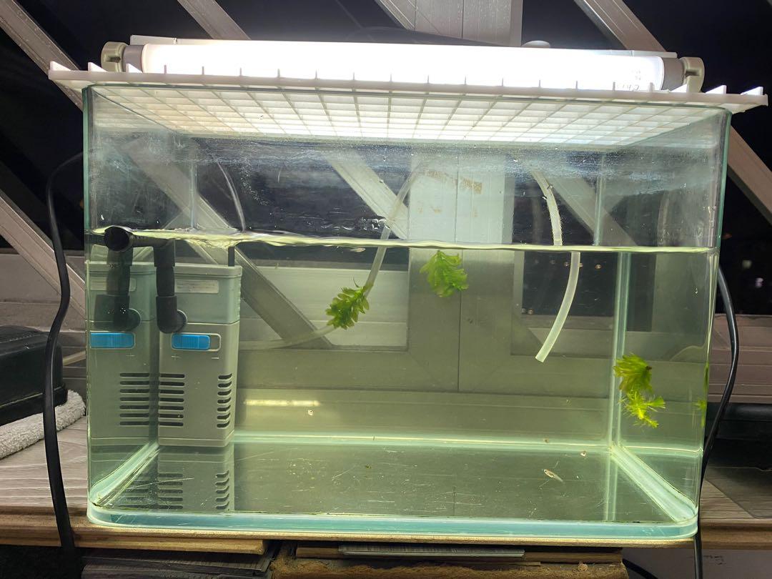 1ft (30cm) Fish Tank with Filter Pump, Air pump and Light for Sale $25 ...