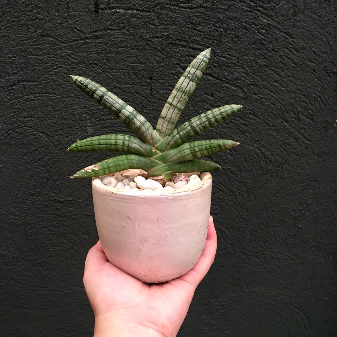 Sansevieria boncel snake plant, Furniture & Home Living, Gardening ...