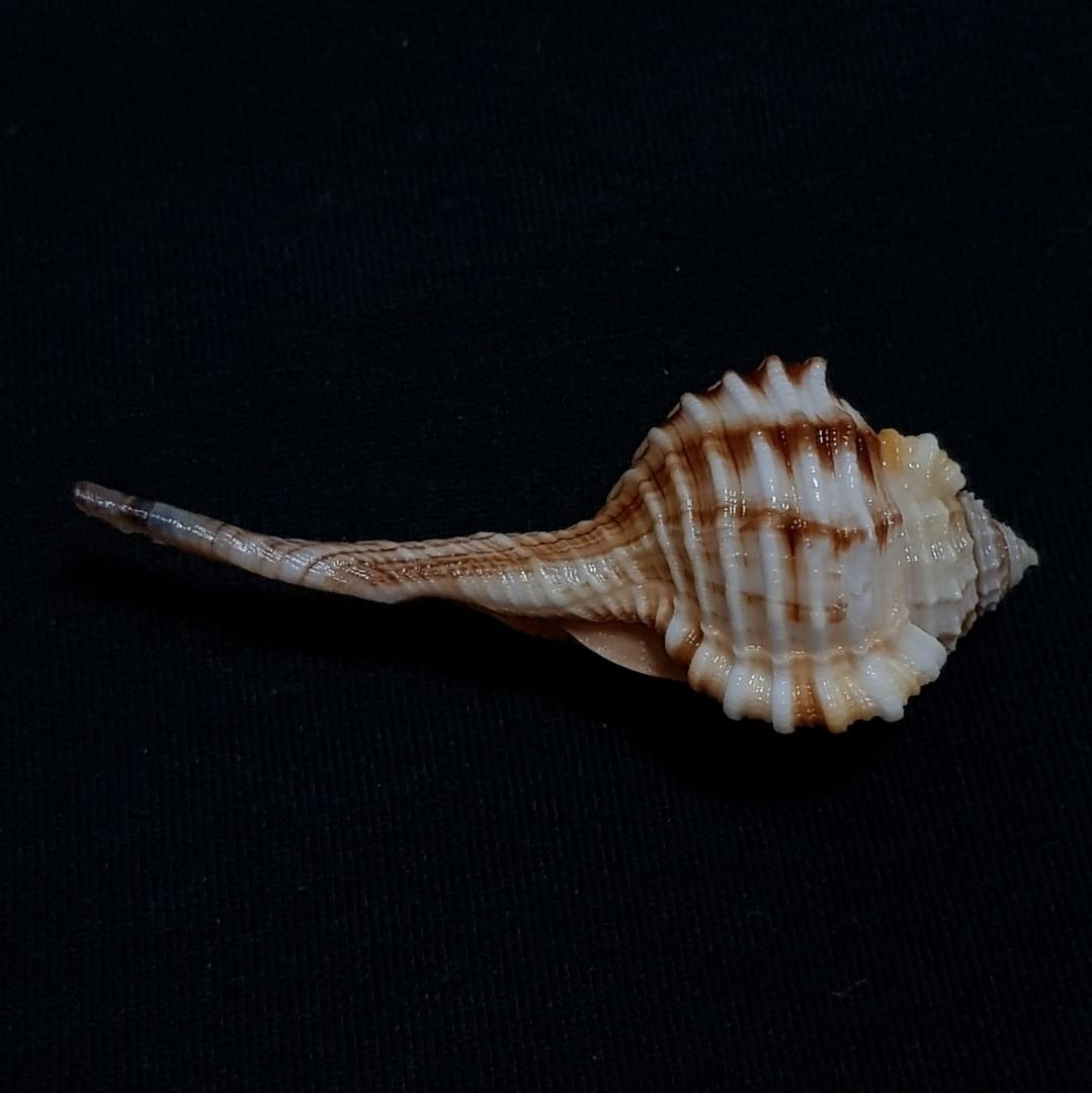 Seashell - STUNNING Cymatium springsteeni, Women's Fashion, Jewelry & Organisers, Precious ...