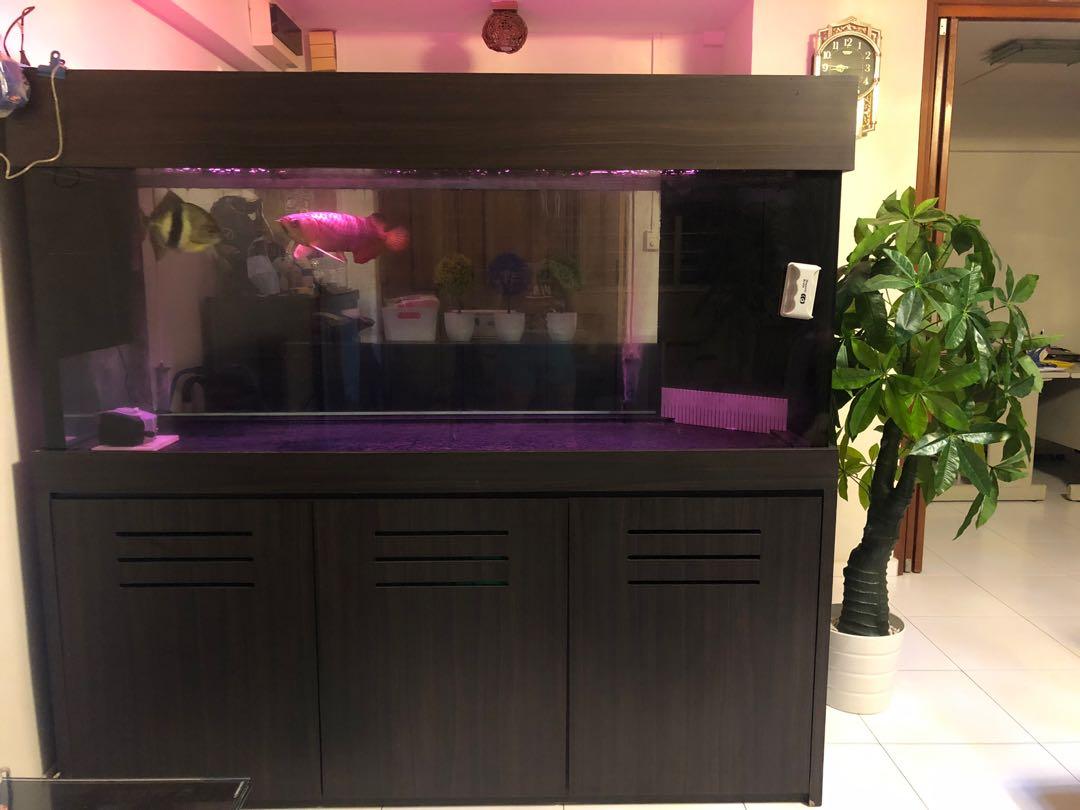 6ft x 2ft x 2ft Fish Tank (with Sump), Pet Supplies, For Fish, Fish ...