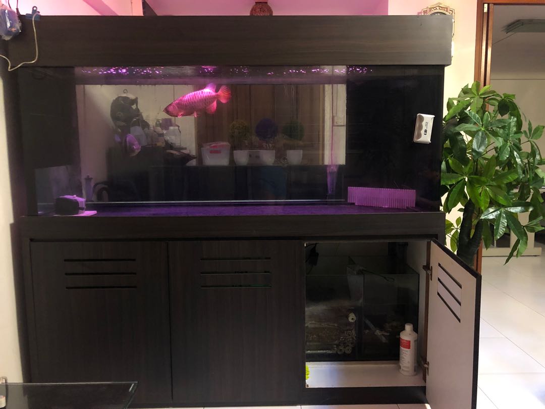 6ft x 2ft x 2ft Fish Tank (with Sump), Pet Supplies, For Fish, Fish ...